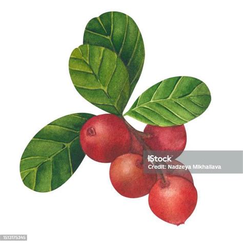 손으로 그린 수채화 레드 링곤베리 크랜베리 세트 숲 야생 식물의 그림입니다 포장 디자인 엽서 인쇄를 위한 흰색 배경에 격리된 개체 수채화에 대한 스톡 벡터 아트 및 기타