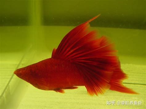 怎么样养好红剑尾鱼？你要注意这6点，否则你难养好 知乎