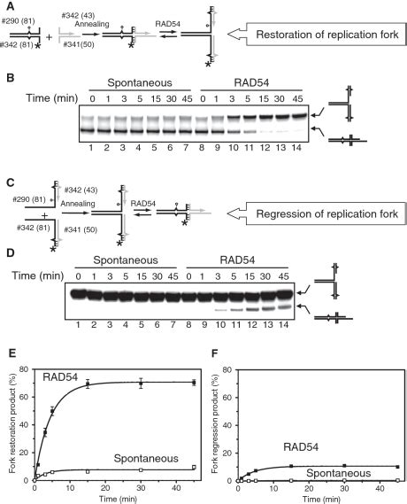 Rad54 Promotes Restoration Of Replication Forks More Efficiently Than Rad54 Promotes Restoration Of Replication Forks More Efficiently Than