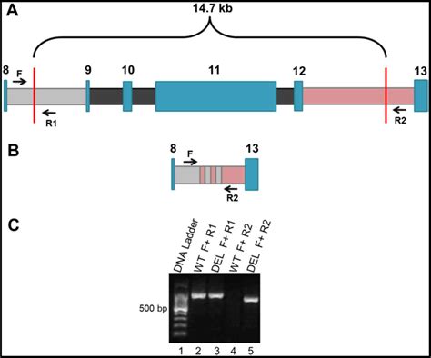 A Novel Method To Detect The Mexican Founder Mutation Brca1 Ex9‑12del Associated With Breast And