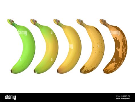 Ripeness Of Fruit Stock Vector Images Alamy