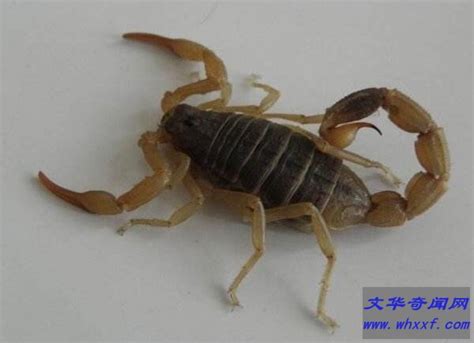 盘点十大世界上最毒的蝎子巴勒斯坦毒蝎瞬间毒死人 图片 文华奇闻网