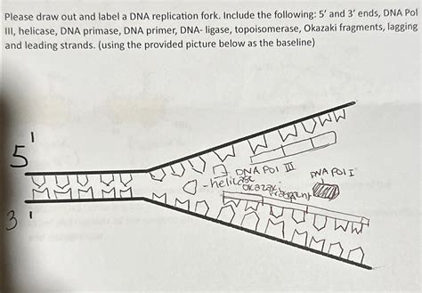 Solved Please Draw Out And Label A Dna Replication Fork
