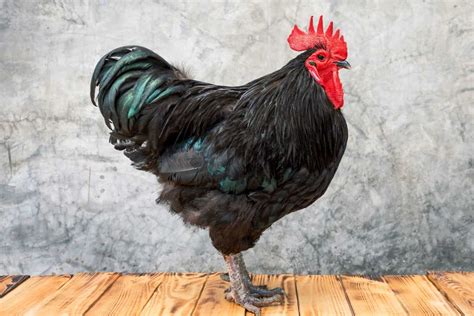 Black Australorp Chicken Breed Profile And Pictures