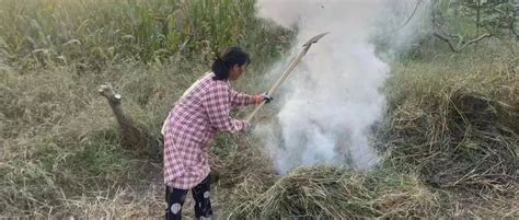 焚烧秸秆，菏泽两人被罚！ 杂草 违法 行为人