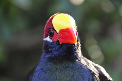 Quizzical Bird Photograph By David Lee Thompson Fine Art America Quizzical Bird Photograph By David Lee Thompson Fine Art America