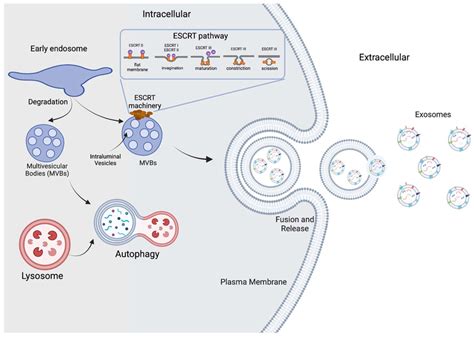 Exosome Biogenesis Small Extracellular Vesicles Are Formed Inside