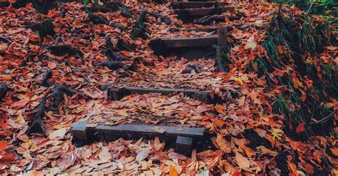 Atmosfera De Outono 가을 가을 산책 가을 색 가을 시즌 가을 풍경 갈색 잎 경치 경치 좋은 길 계절의 변화 고요한 길 나무 나무 줄기