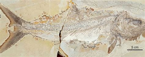 What Can Fossilized Footprints Reveal About Prehistoric Life