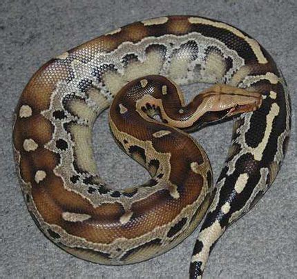 Borneo Python Breitensteini Non Venomous Python Mostly Found On The Island Of Borneo And Sarawak