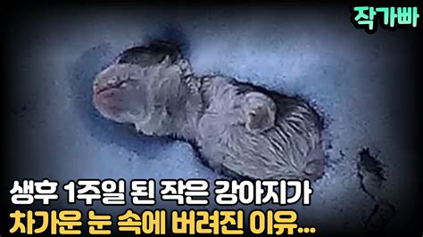 겨우 생후 1주된 작은 강아지가 차가운 눈밭에 버려진 이유 작가빠tv 네이버 Tv