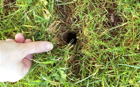 Voles In My Garden How To Kill Voles 3 Effective Methods Bxsjra
