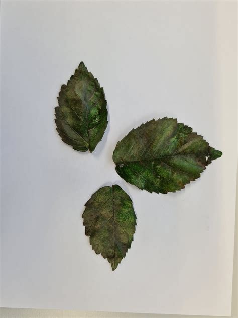 Starch Quantification Using Staining Image Image Analysis Image Sc