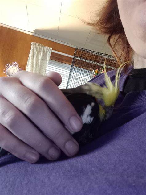 Last Photo Of My Cockatiel Taken This Morning A Few Hours Before He