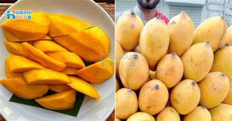 Latest News By Hamariweb گرمی میں نہیں اب سردی میں بھی آم کے مزے