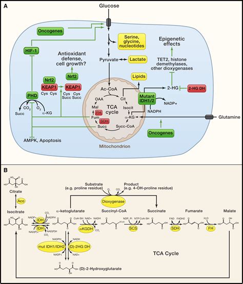 Reprogramming Of The Carbohydrate Metabolism In Tumor Cells Under