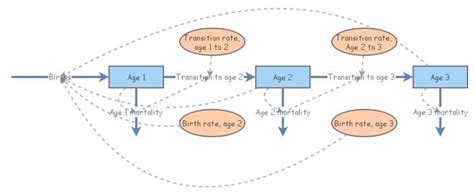 Exercise 3 Age Structured Models Insight Maker