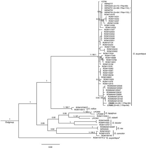 Bayesian Inference Topology Based On Cytochrome C Oxidase Subunit I Download Scientific