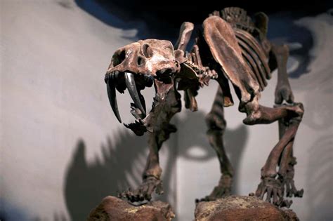 Chimps Have Experimented With Sex More Than Humans New Scientist