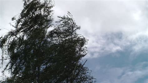 Trees Blowing In Heavy Wind Stock Footage Video Shutterstock