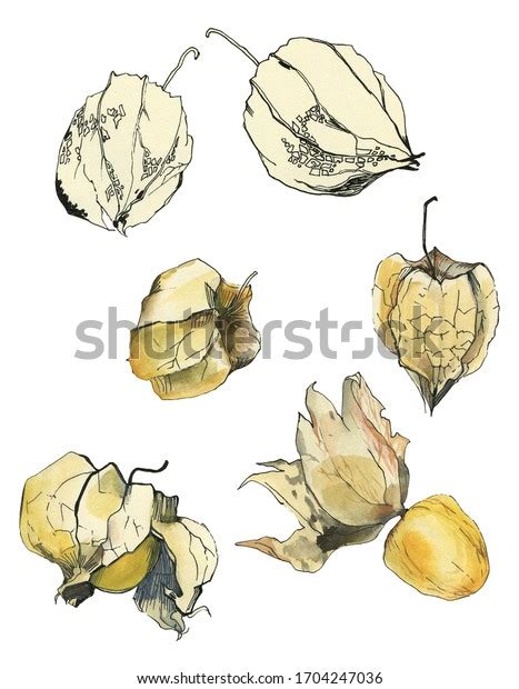 피살리스수채화분리된 흰색 배경 스톡 일러스트 1704247036 Shutterstock