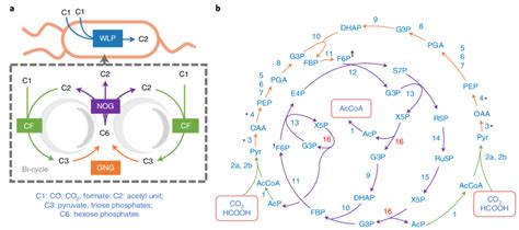 Reductive Acetyl CoA Bi Cycle For One Carbon Fixation A B The