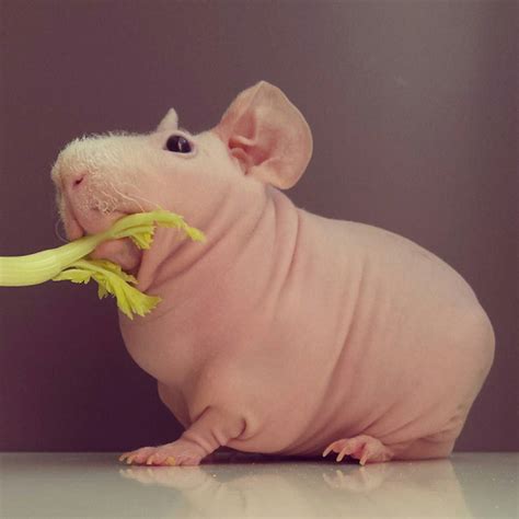 Naked Guinea Pig Poses With His Favorite Food Bored Panda