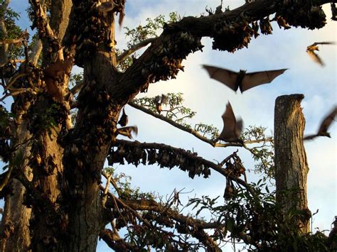 An Englishman In Angola More Malongo Wildlife