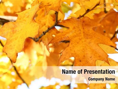 Yellow Oak Leaves Powerpoint Template Yellow Oak Leaves Powerpoint