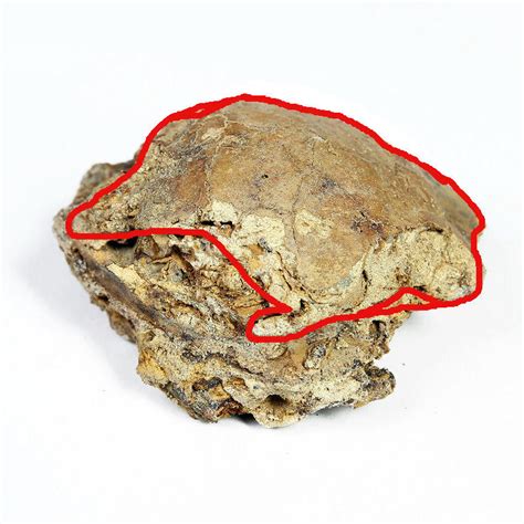 Turtle Shell Fossil ID The Fossil Forum