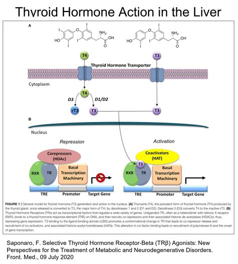 Thyroid Hormone Regulation