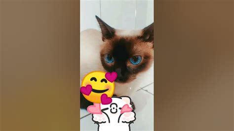 Minha Gatinha Mia 🥰🐈💞 Forte Fyp Gatos Fofura Youtubeshorts Shorts