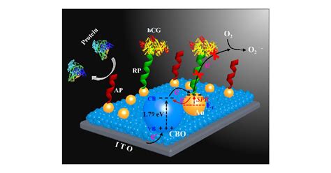Peptide Based Photocathodic Biosensors Integrating A Recognition