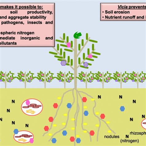 Diagram Of The Extensiveness Of Various Root Systems Adapted From Download Scientific Diagram