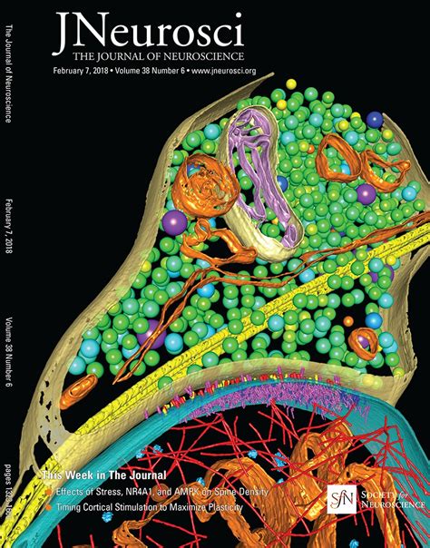 Neuron Synapse Microscope