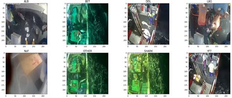 Build AI Model For Fish Detection Using Kaggle Dataset