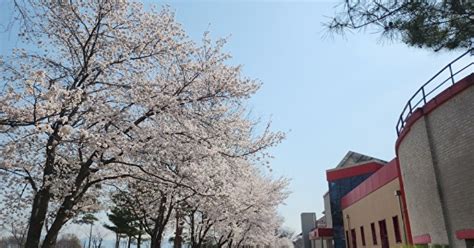 여주 금은모래캠핑장에서 낭만적인 봄 캠핑 즐기세요