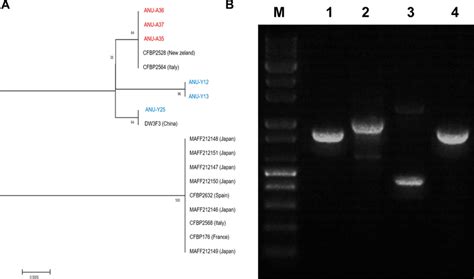 Multi Locus Sequence Analysis Based Phylogenetic Relationship Between
