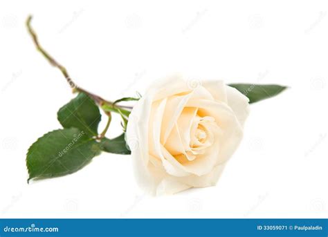 Single White Rose Meaning
