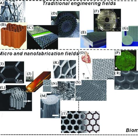 Pdf Bio Inspired Engineering Of Honeycomb Structure Using Nature To Inspire Human Innovation