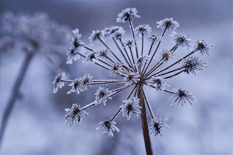 겨울 서리 야생화 Pixabay의 무료 사진 Pixabay