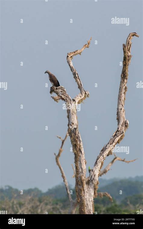 Grey Headed Fish Eagle Perch On A Dead Tree In The Middle Of The Lake