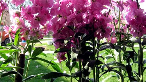 Šeboj Cveće Po Prozoru Se Razmeće Ukrasno I Lekovito Bilje Agroklub Rs