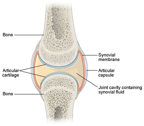 Classification Of Joints Boundless Anatomy And Physiology Course Hero