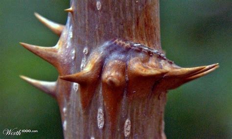 Best Images About Thorns On Pinterest Acts Spikes And Cactus