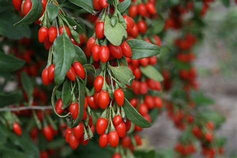 Growing Goji Berry