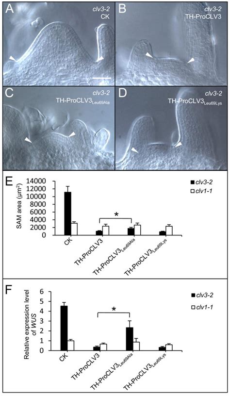 In Vitro Sam Assays Using Th Proclv3leu69ala Or Th Proclv3leu69lys