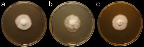 Phytophthora Cactorum In Progress Abad Et Al B IDphy