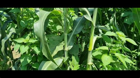 사탕수수와 단수수 차이점 확인들어갑니다😁😁영상 끝까지 보시고 구분하셔요사탕수수단수수 Youtube