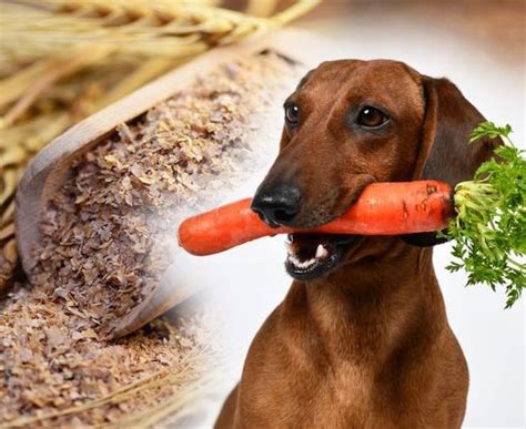 Клетчатка для собак: в каких продуктах есть, отруби